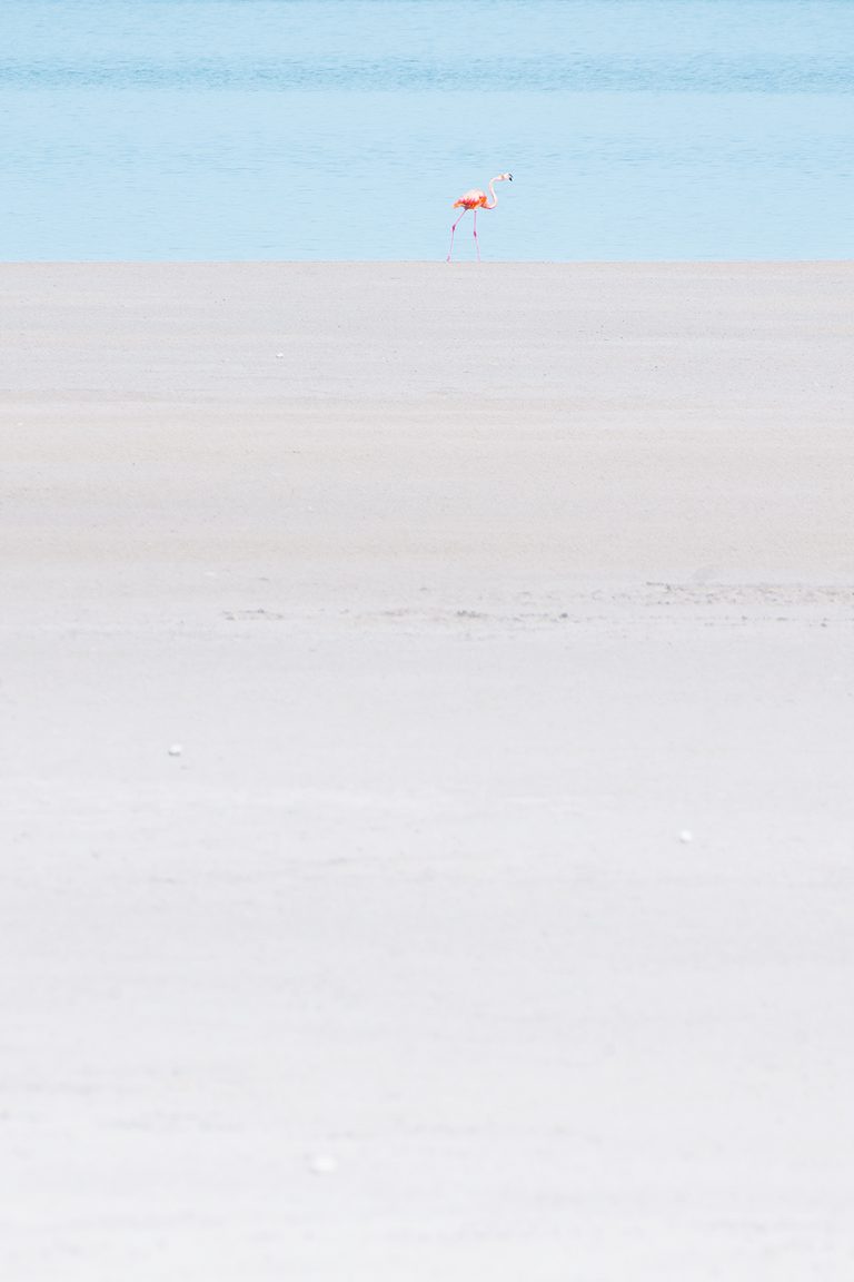 Flamingo Story – Alejandro Prieto